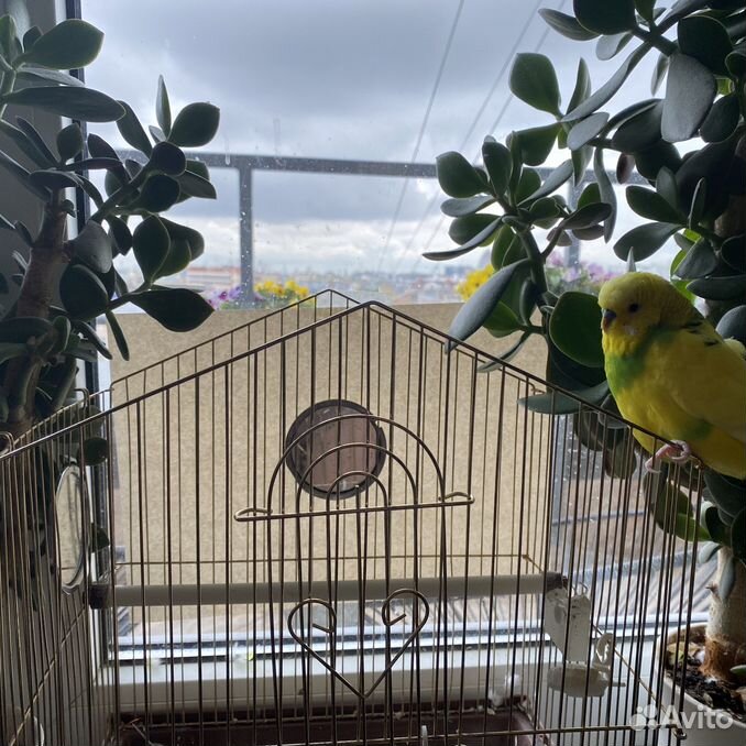 Продам волнистого попугайчика, возраст 3 года