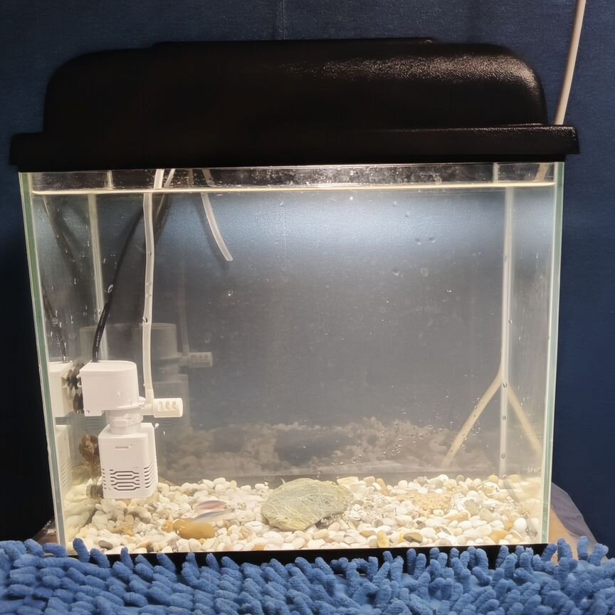 Аквариумные рыбки