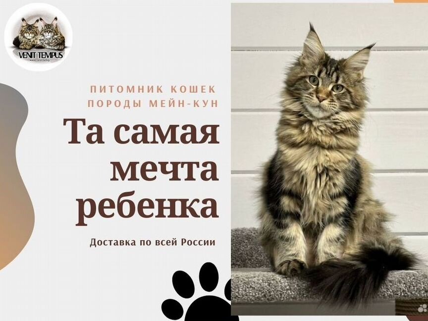 Купить котенка