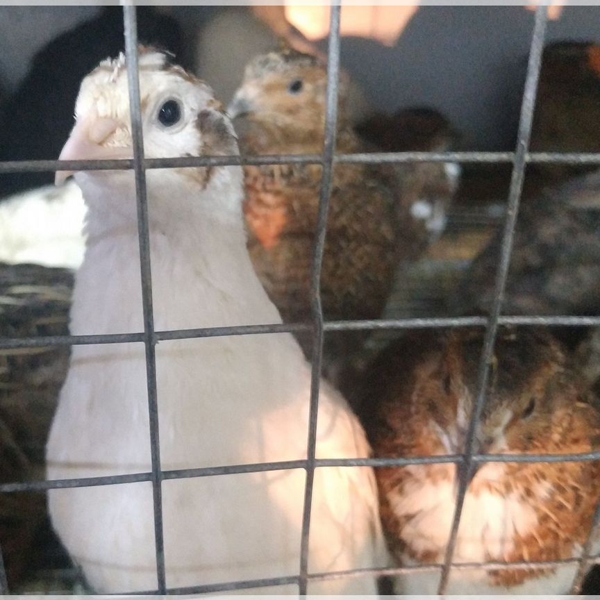 Перепел 50 дней