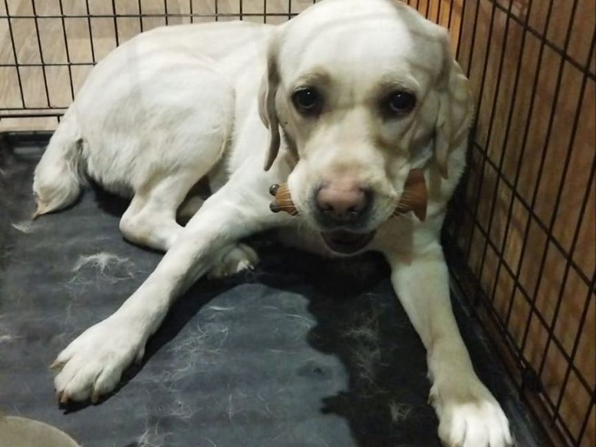 Собака в добрые руки отдам бесплатно