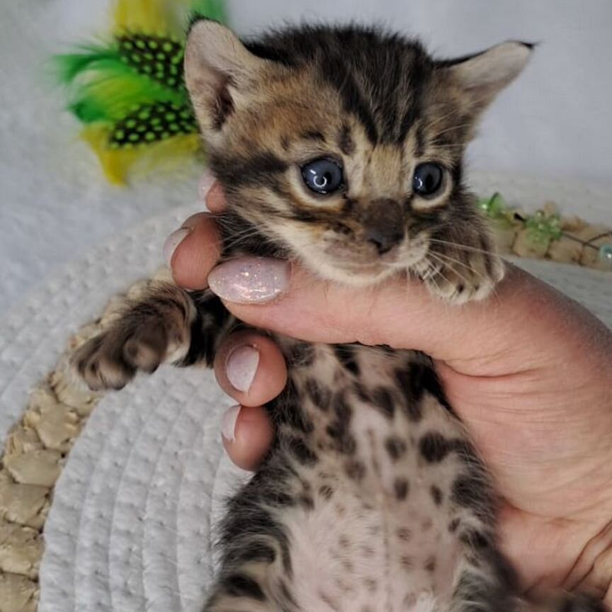 Бенгальская кошечка