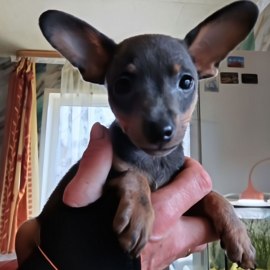 Русский той-терьер, щенок