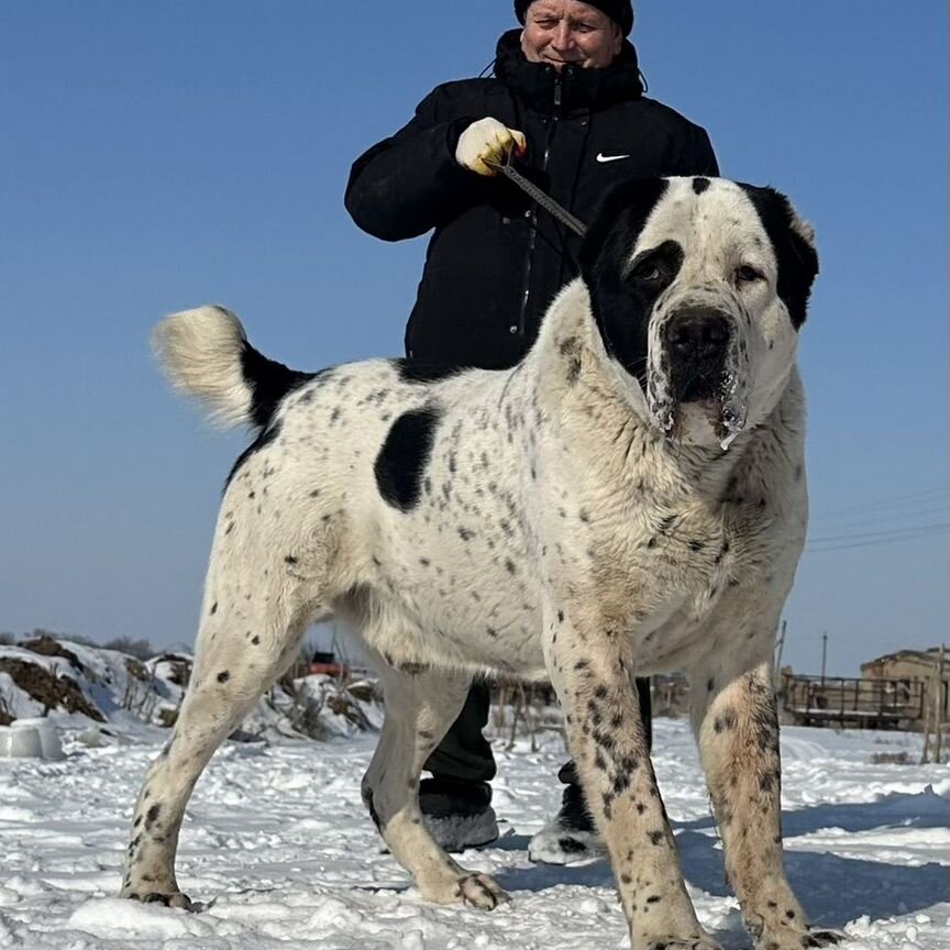 Среднеазиатская овчарка алабай щенки