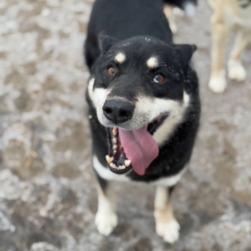 Красавец Шафран ищет дом