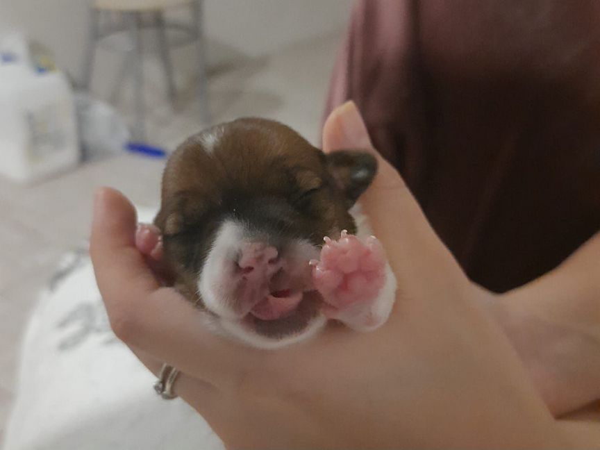 Домашние животные собаки щенки