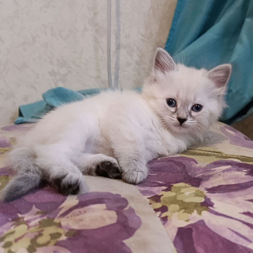 Невская маскарадная