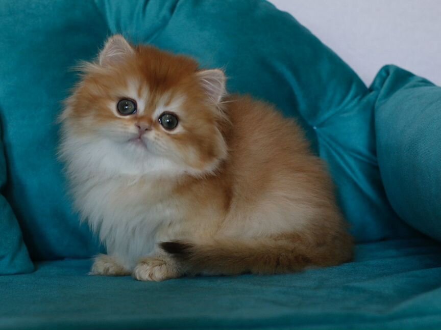 Шикарный мальчик шоколадное золото