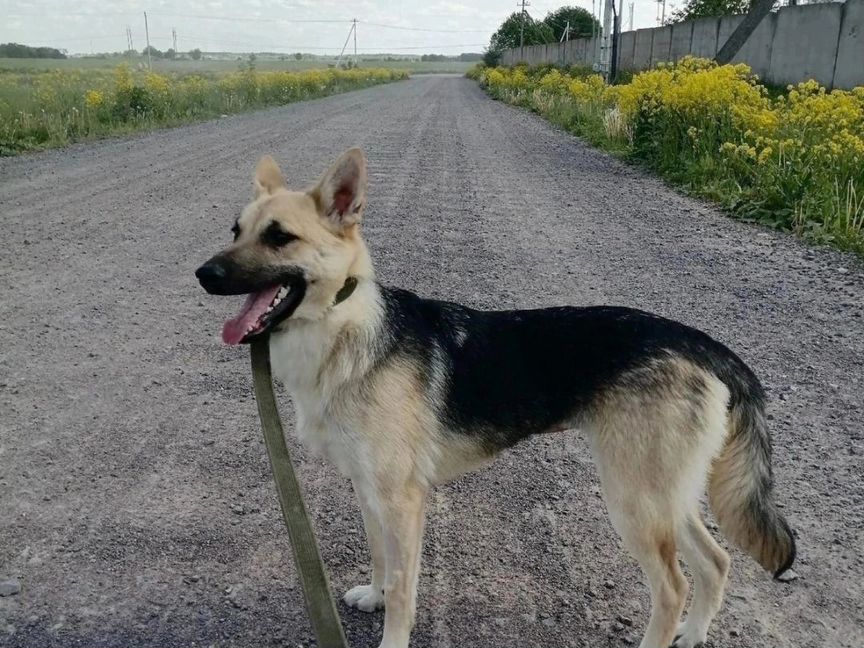 Собака Барбариска в хорошую семью бесплатно