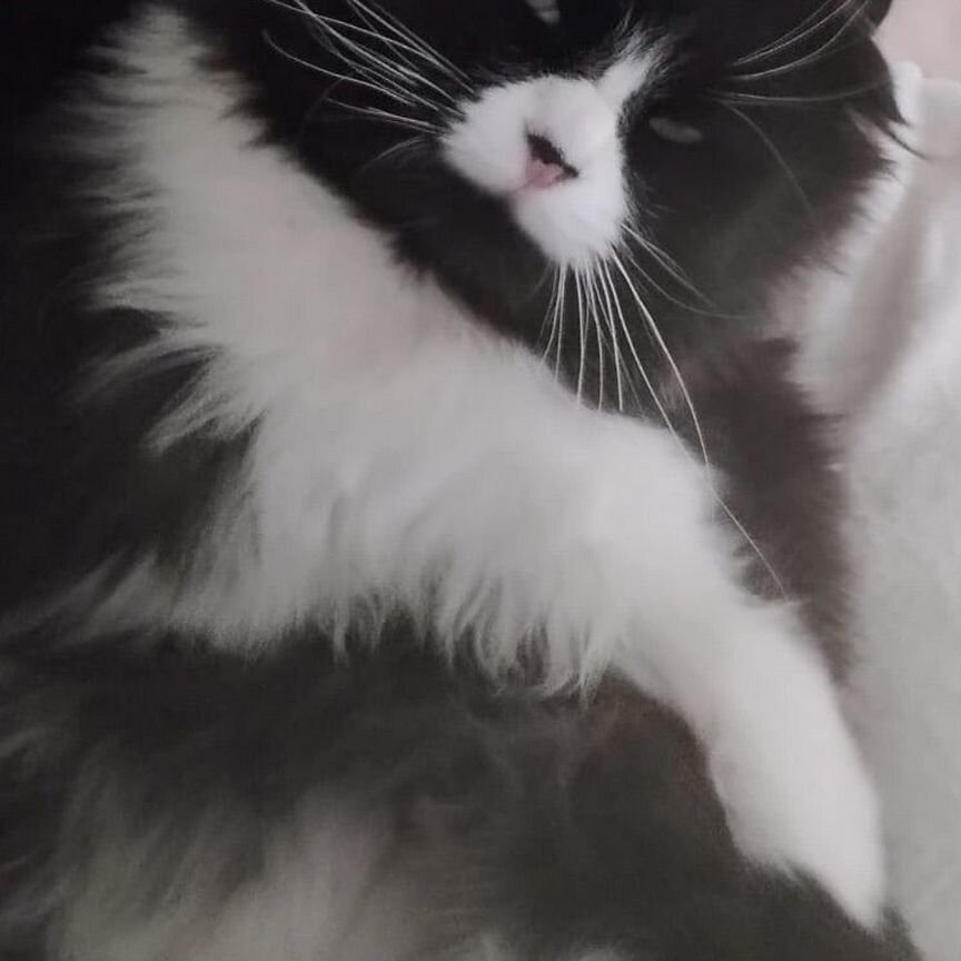 Кот потеряшка