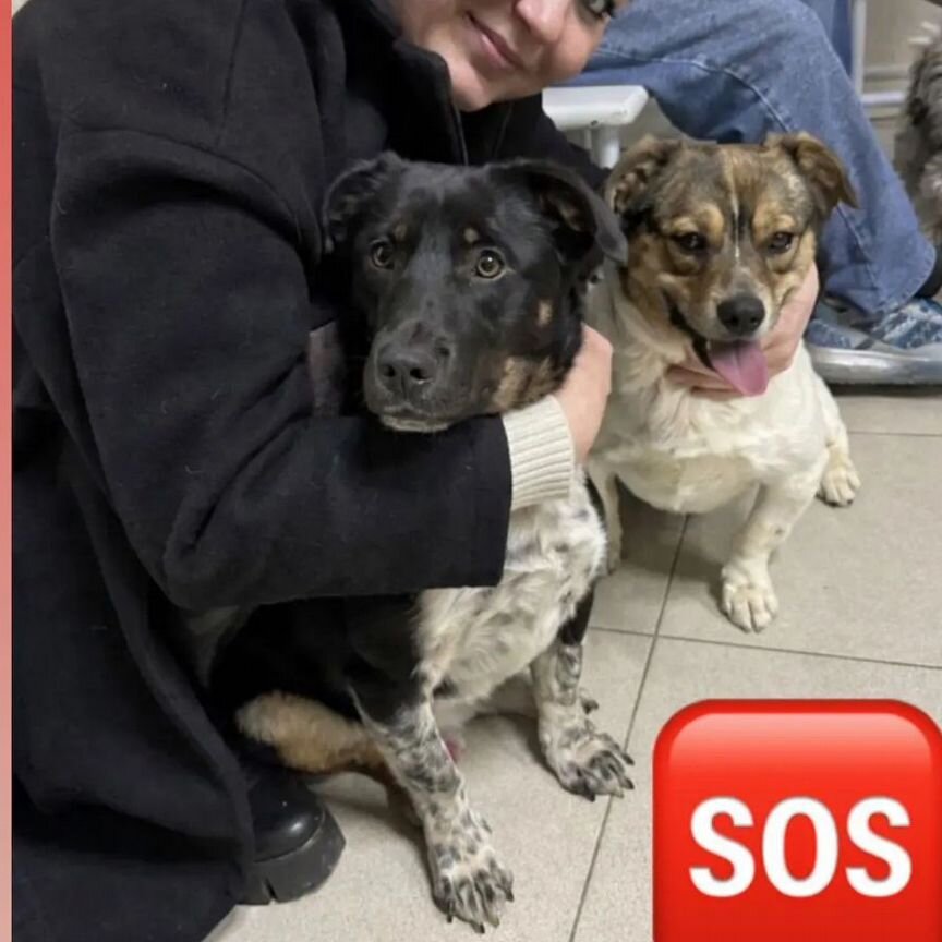 Взрослый пёс в добрые руки