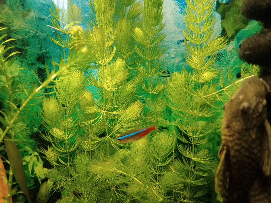 Кубинский зелёный роголистник