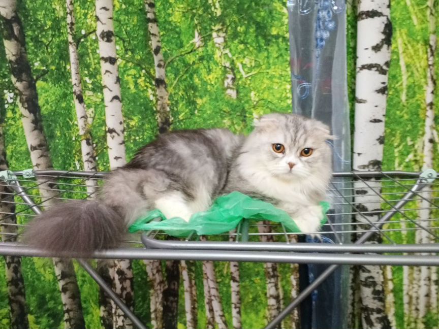 Продам шотландских вислоухих котят