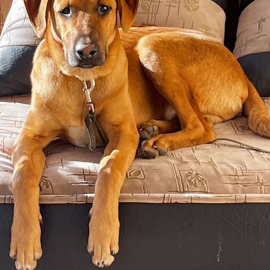 Родезийский риджбек