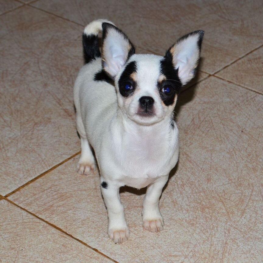 Чихуахуа триколор девочка г ш
