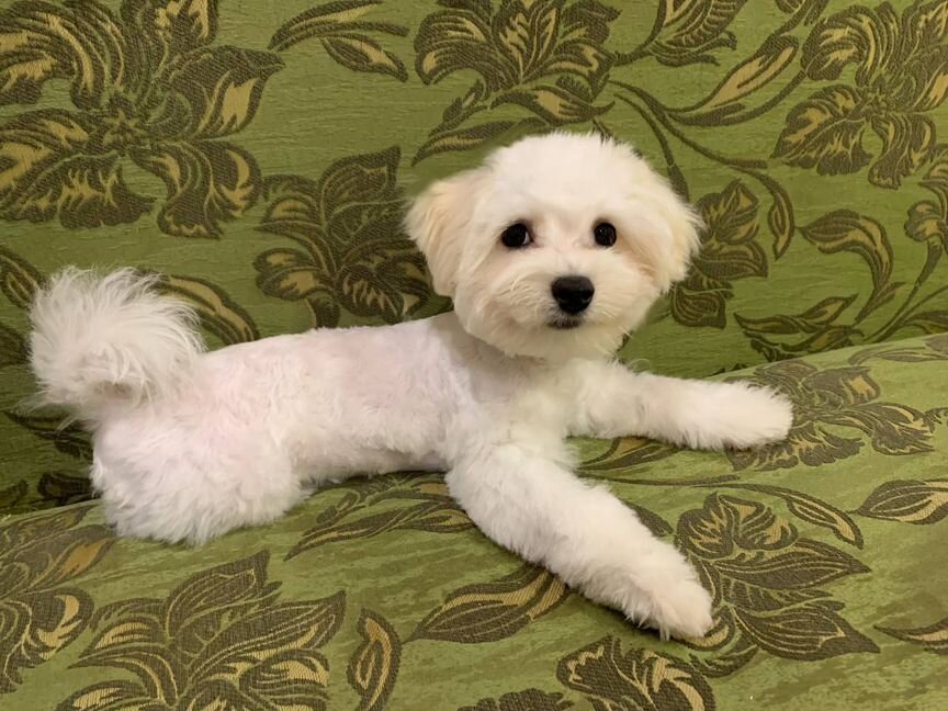 Мальтипу, вязка