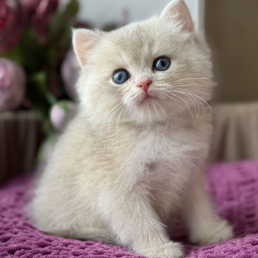 Британский короткошёрстный котёнок