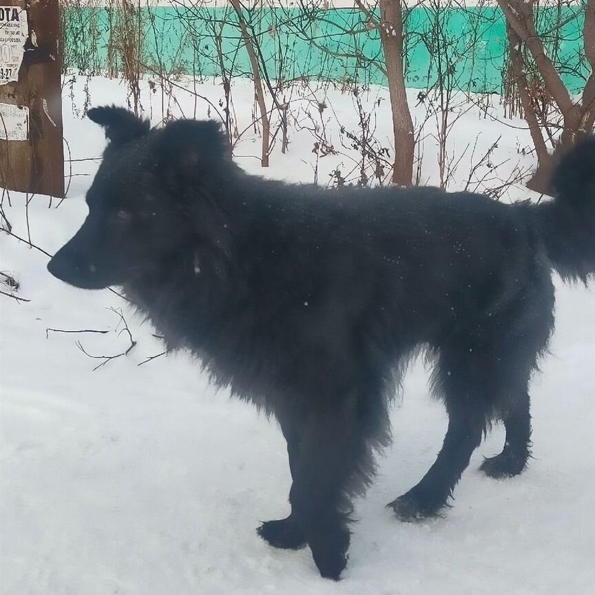 Подопечный приюта