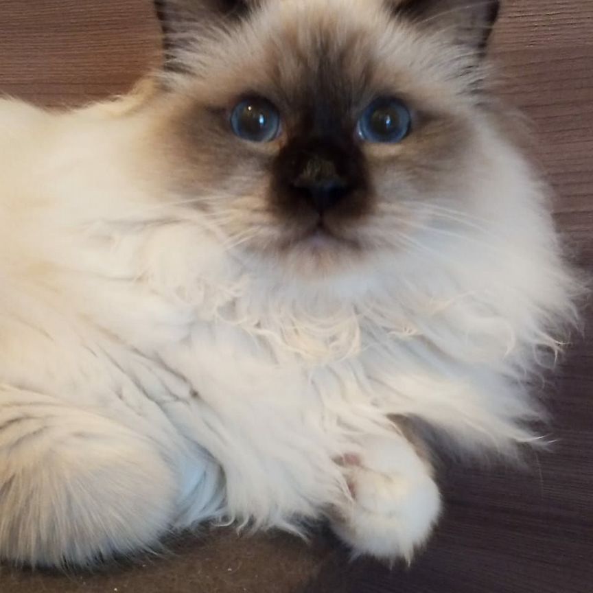 Священная бирма-мальчик