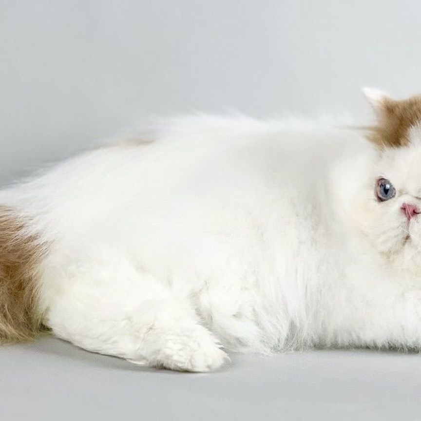 Голубоглазый персидский мальчик