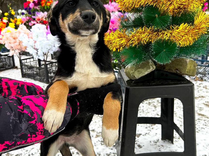 Собака в добрые руки