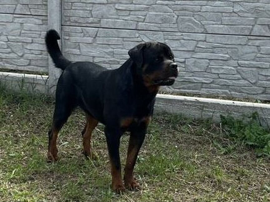 Вязка Ротвейлера