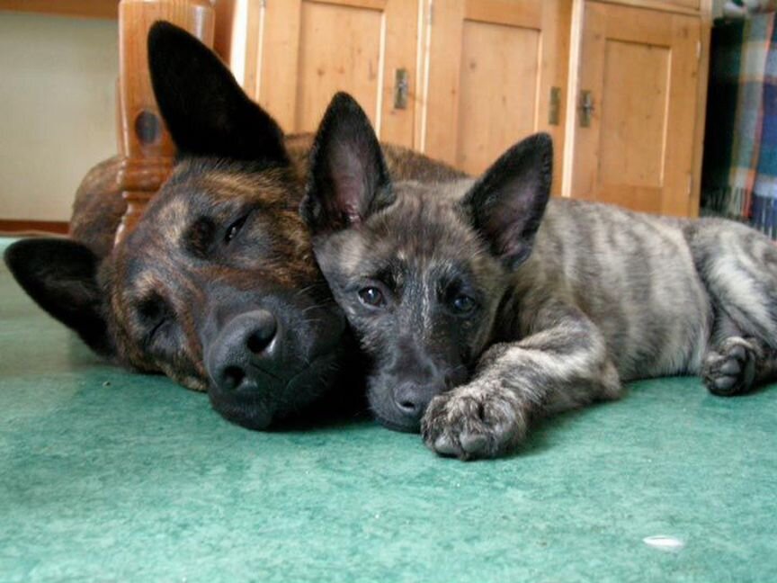 Щенки тигровых евро-овчарок