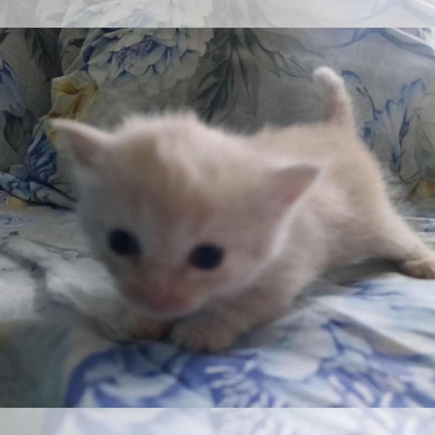 Котёнок в добрые руки