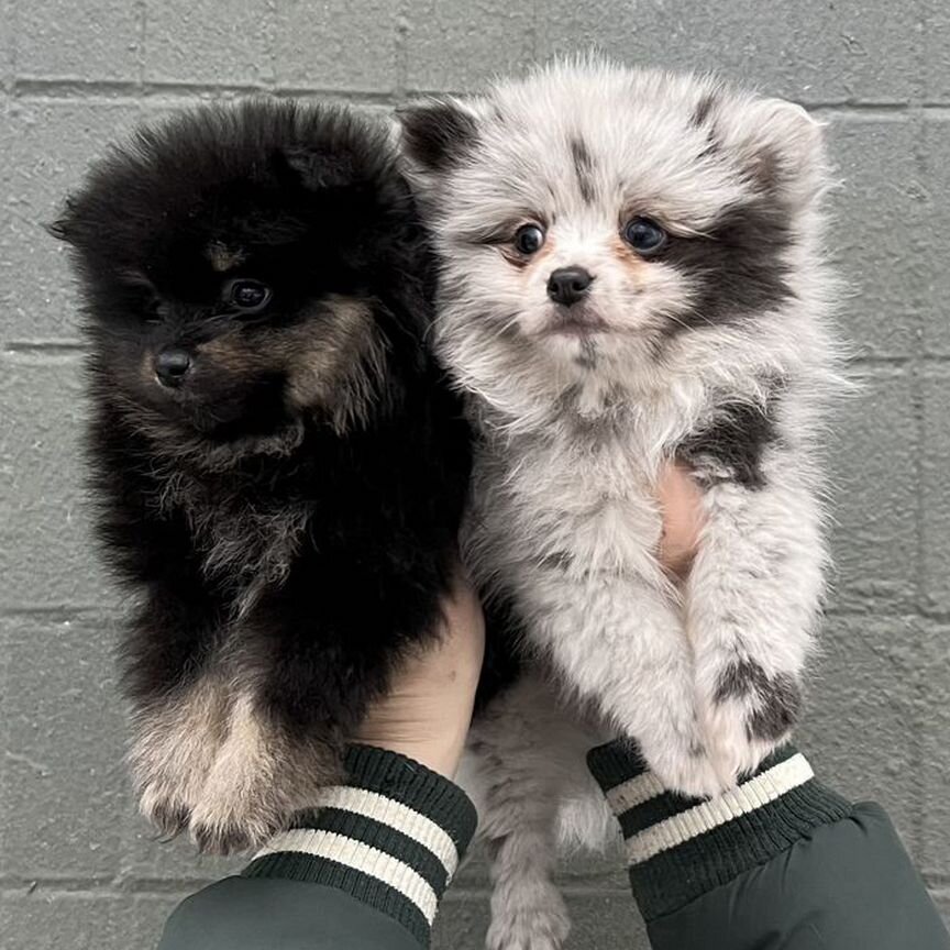 Померанский шпиц, щенок