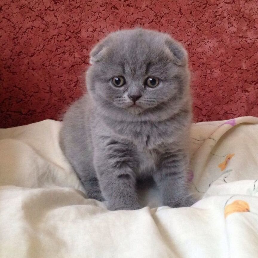 Вислоухие котята