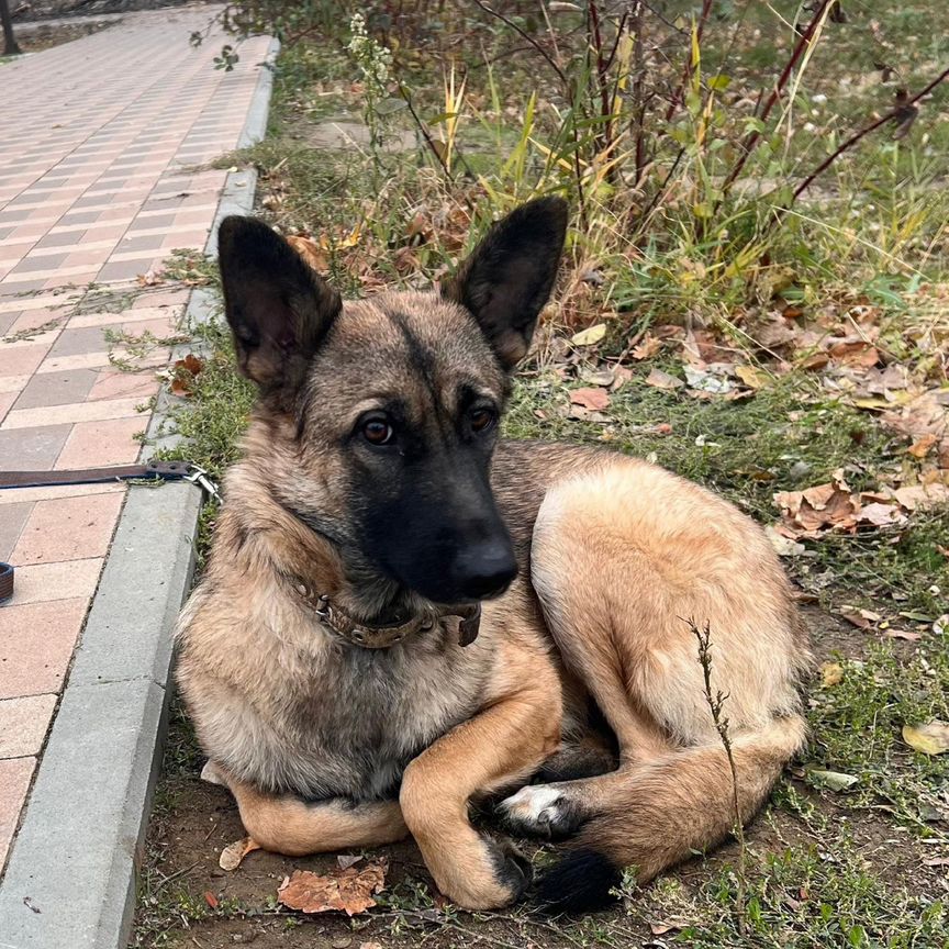 Нужна передержка и новый дом собаке