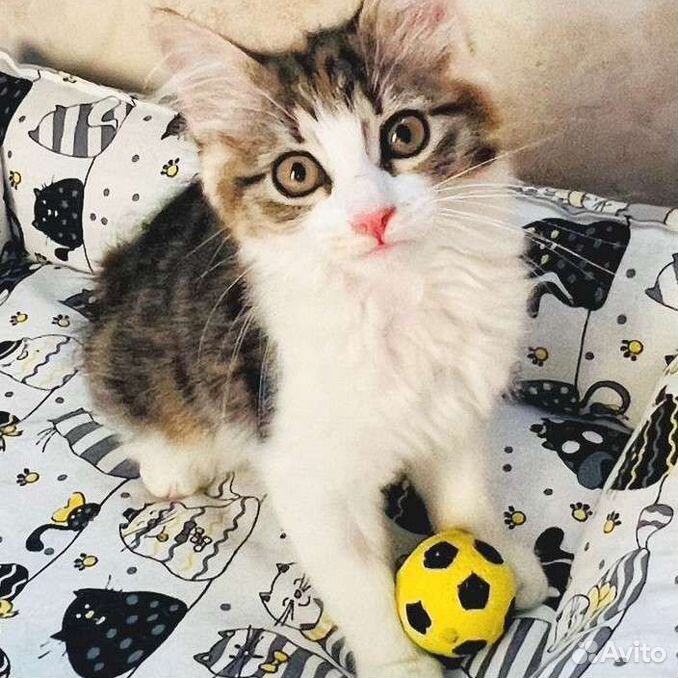 Кошечка Саманта в поисках своих мам и пап