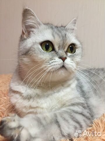 Кошку в хорошие руки