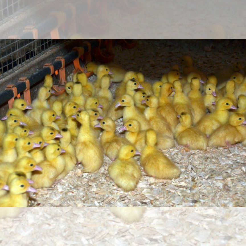 Цыплята утки муларды