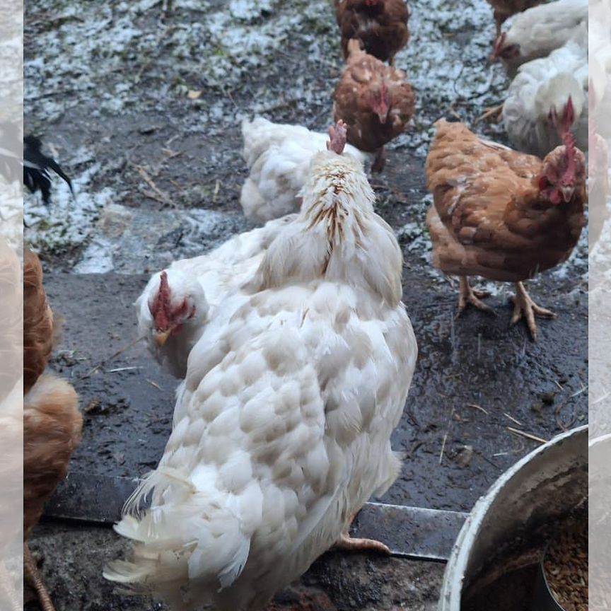 Курицы несушки