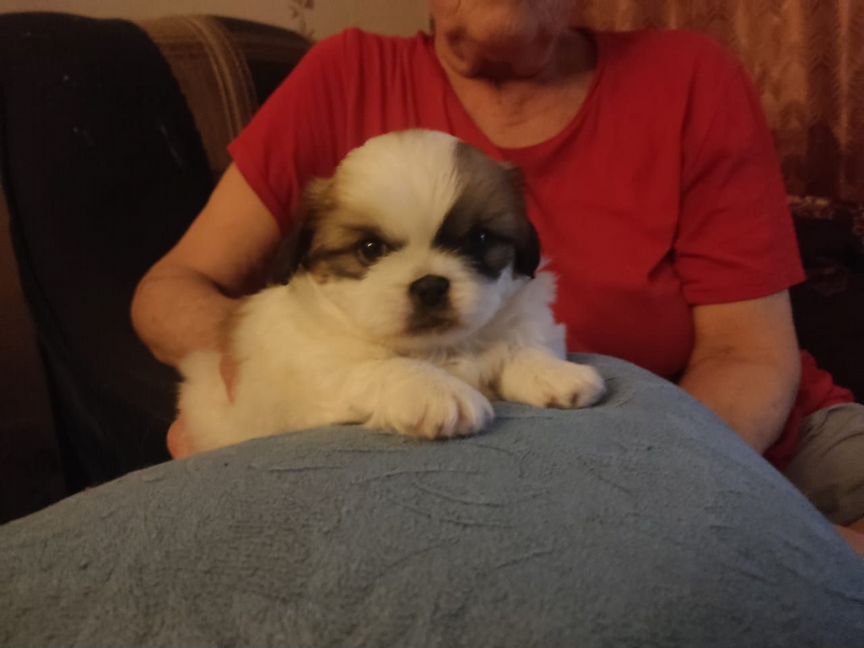 Щенки пекинеса