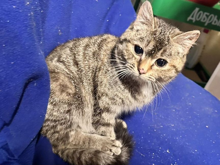 Котенок девочка