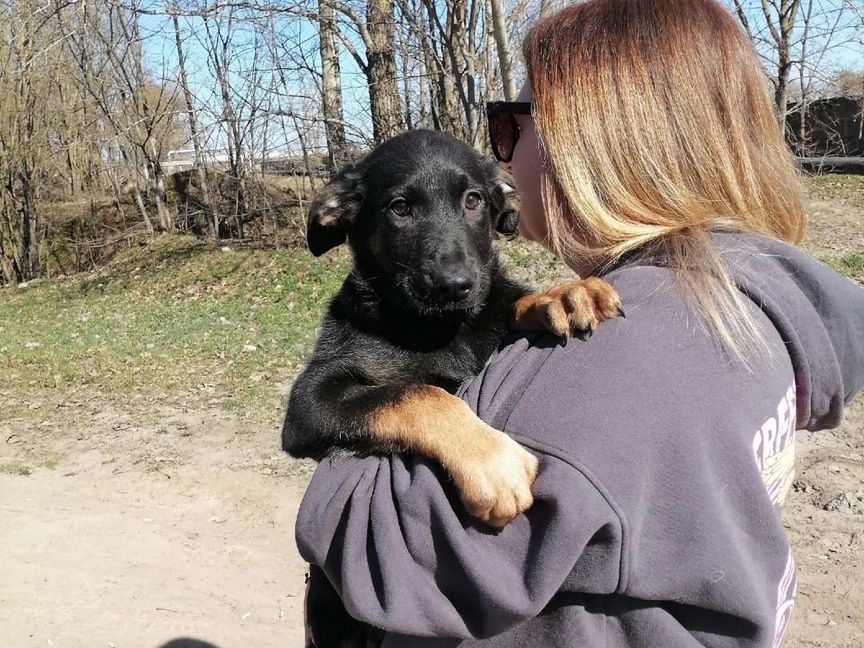 Милый Николас ищет дом бесплатно