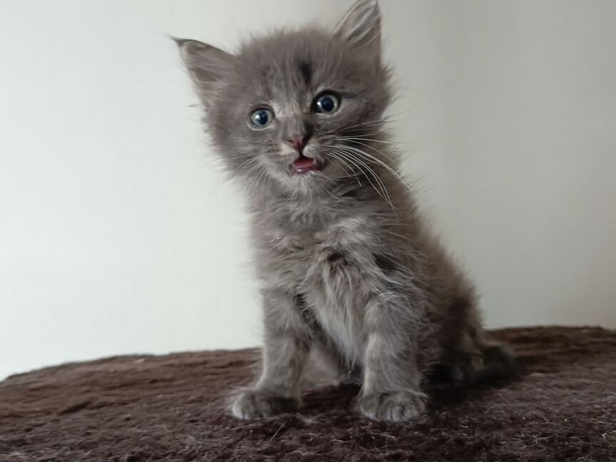 Ласковый котик 1 месяц