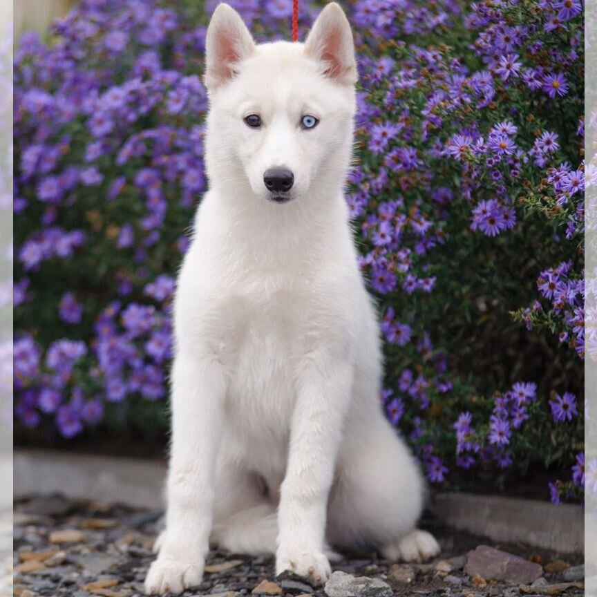 Белоснежные щенки хаски из питомника