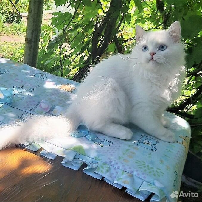 Шотландский ласкун