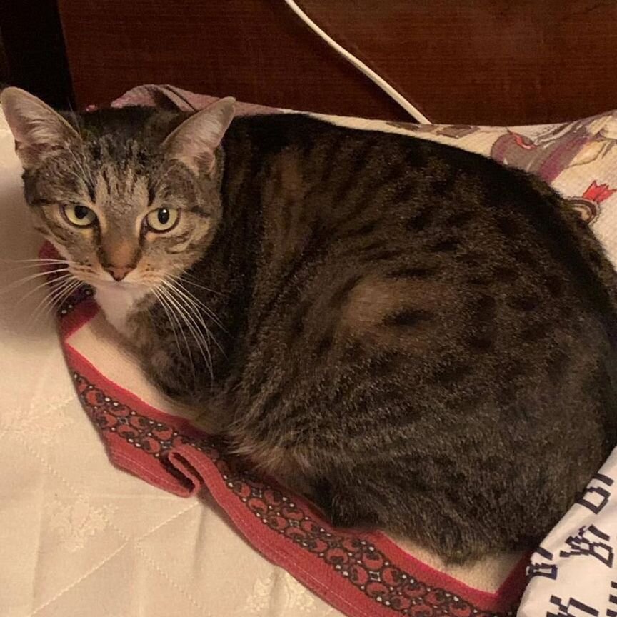 Кошки