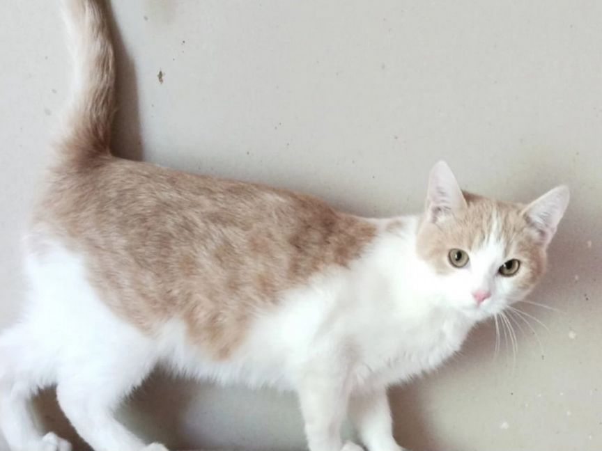 Ласковый котенок в добрые руки