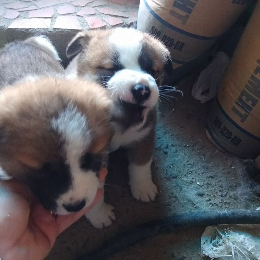 Кутята акита-ину. Два мальчика