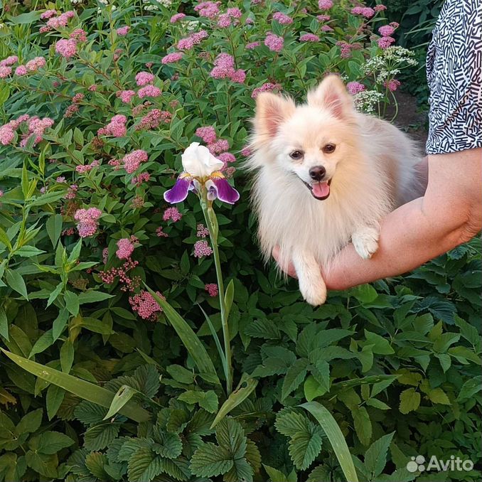 Шпиц Девочка Подрощенная