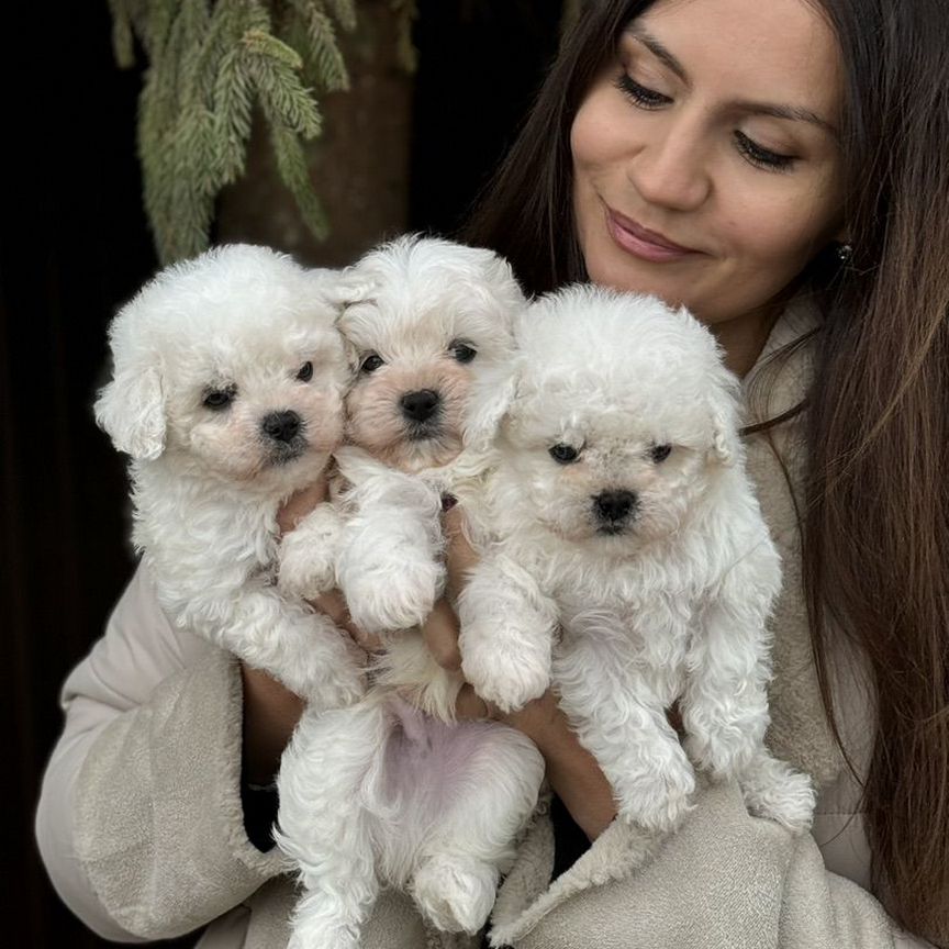 Пушоны / бишоны мальчики