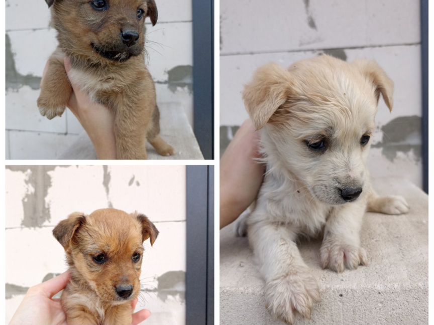 Щенки дворняжки