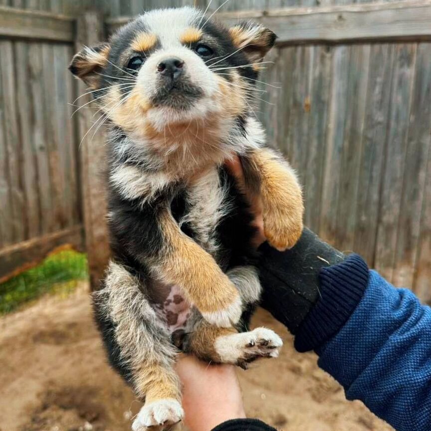 Щенок в добрые руки