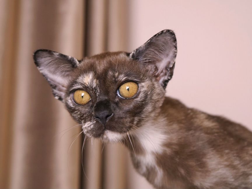 Европейская бурма котенок