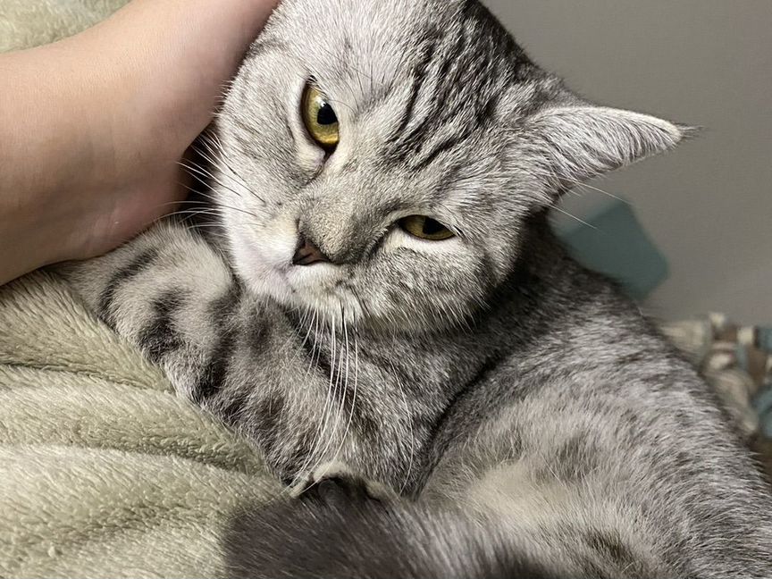 Шотландская кошка бесплатно